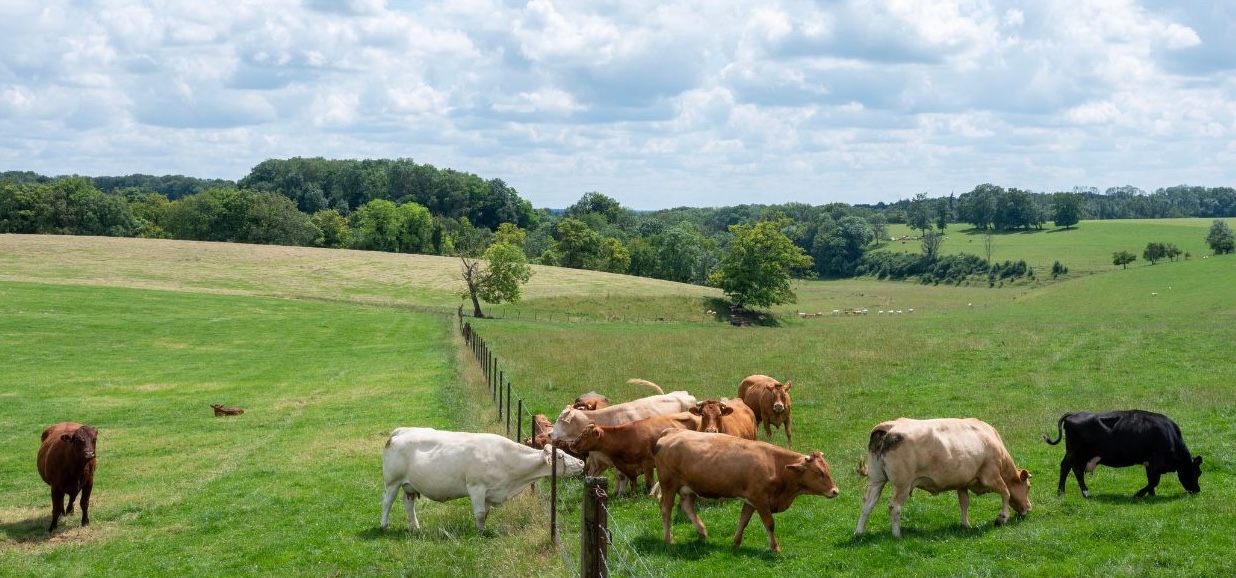 Champagne-Ardenne : une terre de mémoire à explorer absolument